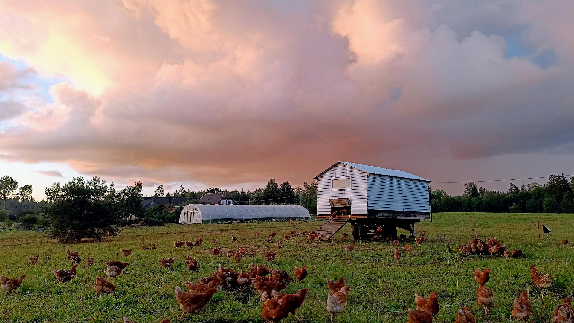 OÜ Ahisilla taluaed